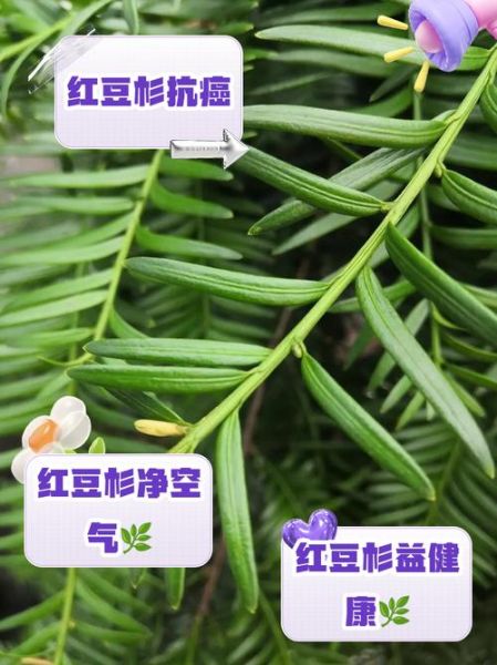 红豆杉的功效与作用_红豆杉的禁忌是什么-第1张图片-山城妙识