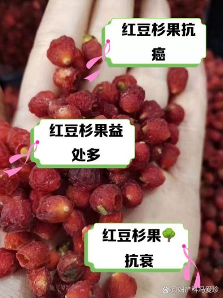 红豆杉的功效与作用_红豆杉的禁忌是什么-第2张图片-山城妙识