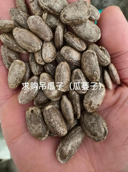 瓜蒌子和吊瓜子一样吗_哪个更好吃-第3张图片-山城妙识