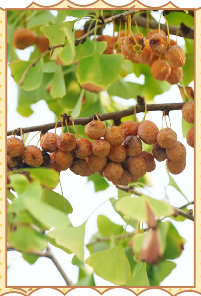 银杏果的功效与作用_银杏果的食用方法和禁忌-第2张图片-山城妙识 银杏果的功效与作用_银杏果的食用方法和禁忌-第2张图片-山城妙识