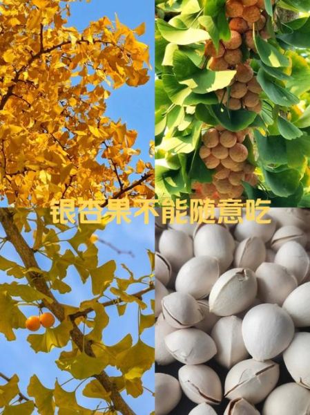 银杏果的功效与作用_银杏果的食用方法和禁忌-第3张图片-山城妙识 银杏果的功效与作用_银杏果的食用方法和禁忌-第3张图片-山城妙识
