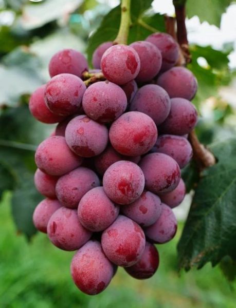 世界上最好吃的葡萄有哪些_葡萄品种排名前十-第1张图片-山城妙识 世界上最好吃的葡萄有哪些_葡萄品种排名前十-第1张图片-山城妙识