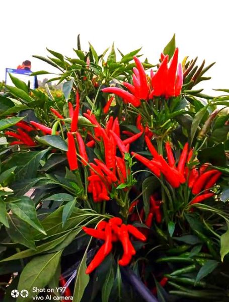 朝天椒图片_如何识别朝天椒品种-第2张图片-山城妙识