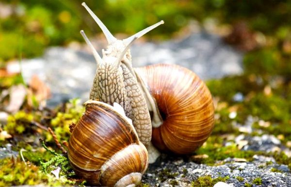 法国蜗牛养殖赚钱吗_法国蜗牛养殖技术-第2张图片-山城妙识 法国蜗牛养殖赚钱吗_法国蜗牛养殖技术-第2张图片-山城妙识