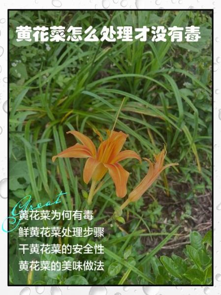 鲜黄花菜有毒吗_怎么处理才能安全吃-第3张图片-山城妙识