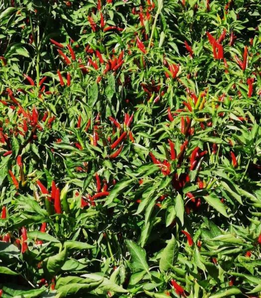 朝天椒图片_如何识别朝天椒品种-第3张图片-山城妙识