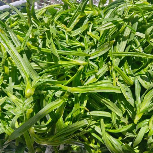 面条菜水饺怎么做好吃_面条菜饺子馅怎么调-第1张图片-山城妙识