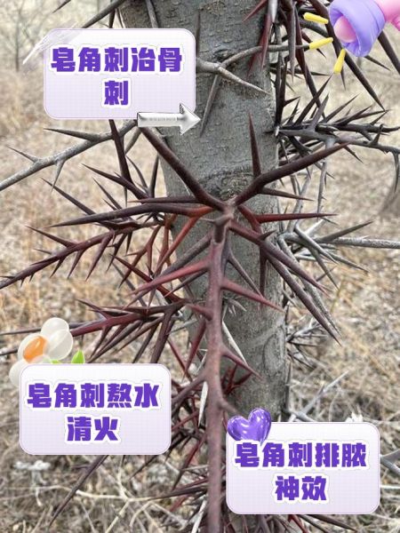 皂角刺治痔疮怎么用_皂角刺痔疮偏方有效吗-第1张图片-山城妙识