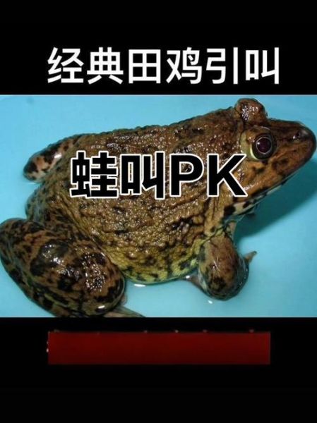 田鸡蛙图片_如何区分田鸡与青蛙-第1张图片-山城妙识