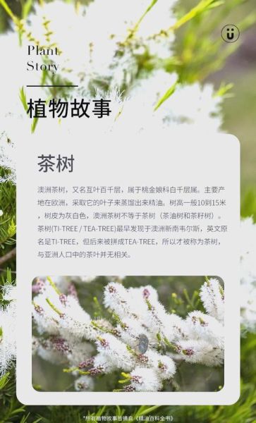 茶树精油怎么用_茶树精油的功效与作用-第1张图片-山城妙识