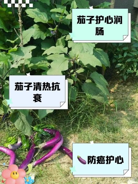 吃茄子有什么好处_茄子营养价值高吗-第2张图片-山城妙识