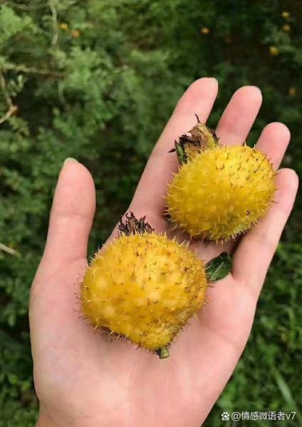 野生刺梨果图片_野生刺梨果长什么样-第1张图片-山城妙识