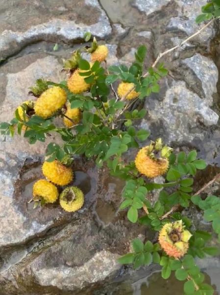 野生刺梨果图片_野生刺梨果长什么样-第2张图片-山城妙识