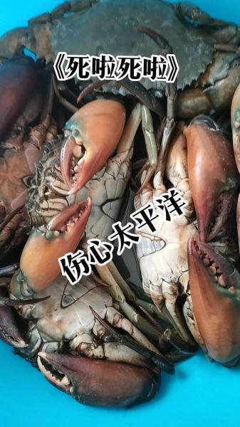 青蟹死了一天可以吃吗_死了的青蟹还能吃吗-第1张图片-山城妙识 青蟹死了一天可以吃吗_死了的青蟹还能吃吗-第1张图片-山城妙识