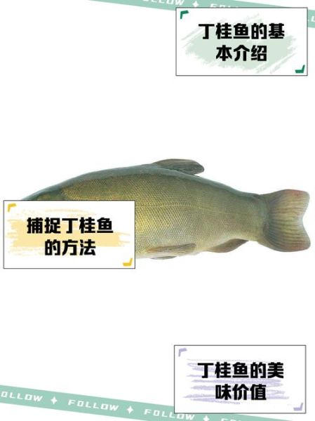 丁桂鱼做汤怎么做好吃_丁桂鱼汤的家常做法-第3张图片-山城妙识 丁桂鱼做汤怎么做好吃_丁桂鱼汤的家常做法-第3张图片-山城妙识