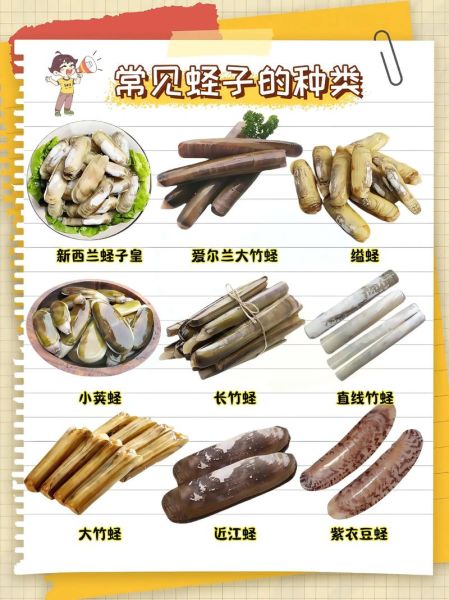竹蛏子和蛏子的区别_哪个更好吃-第1张图片-山城妙识