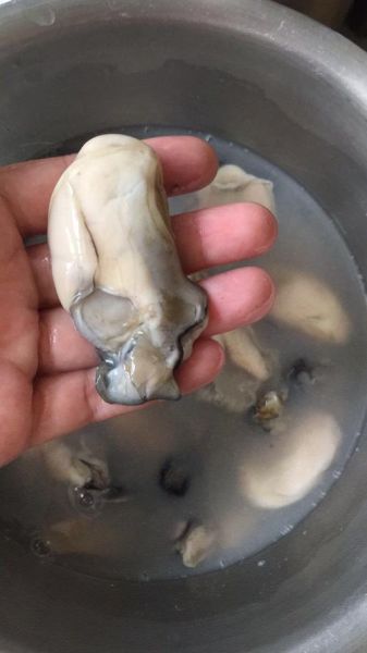 萝卜海蛎子汤的做法_萝卜海蛎子汤的功效-第1张图片-山城妙识