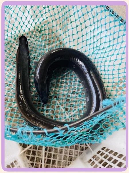 鲈鳗图片_如何分辨真假-第1张图片-山城妙识