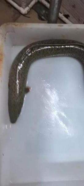 鲈鳗图片_如何分辨真假-第3张图片-山城妙识