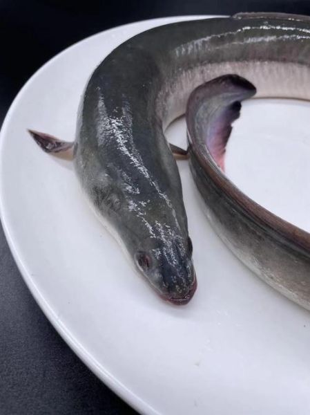 鲈鳗图片_如何分辨真假-第2张图片-山城妙识