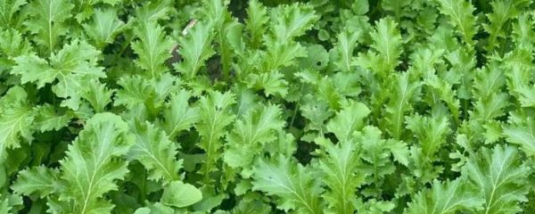 盖菜图片长什么样_盖菜和芥菜的区别-第2张图片-山城妙识 盖菜图片长什么样_盖菜和芥菜的区别-第2张图片-山城妙识