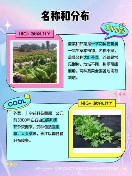 盖菜图片长什么样_盖菜和芥菜的区别-第1张图片-山城妙识 盖菜图片长什么样_盖菜和芥菜的区别-第1张图片-山城妙识