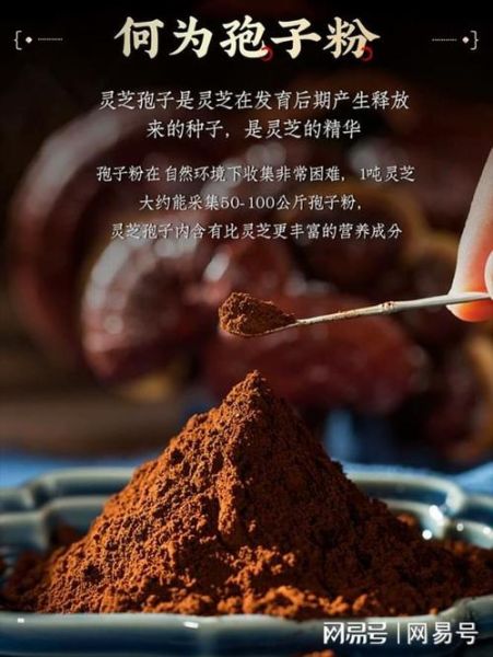 灵芝孢子粉饭前吃还是饭后吃_正确吃法全解析-第3张图片-山城妙识