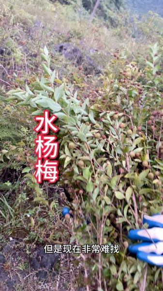 草本水杨梅长什么样_水杨梅和草本水杨梅区别-第3张图片-山城妙识