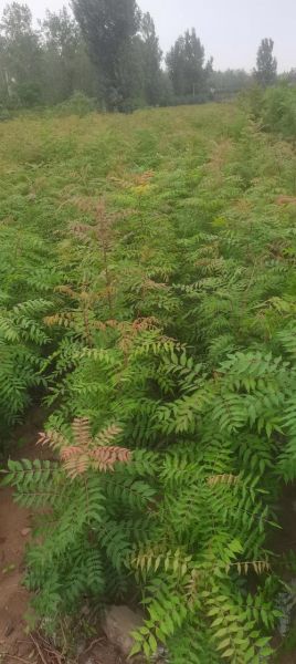 黄连木是什么树_黄连木有什么用途-第3张图片-山城妙识 黄连木是什么树_黄连木有什么用途-第3张图片-山城妙识