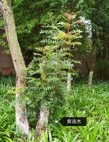 黄连木是什么树_黄连木有什么用途-第1张图片-山城妙识 黄连木是什么树_黄连木有什么用途-第1张图片-山城妙识