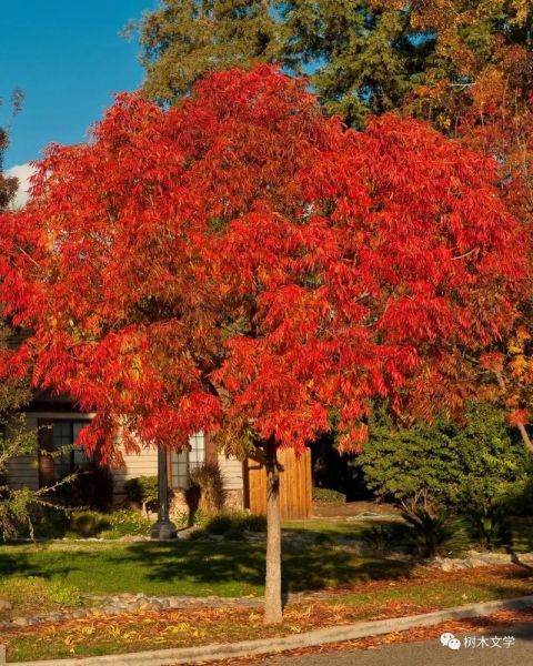 黄连木是什么树_黄连木有什么用途-第2张图片-山城妙识 黄连木是什么树_黄连木有什么用途-第2张图片-山城妙识