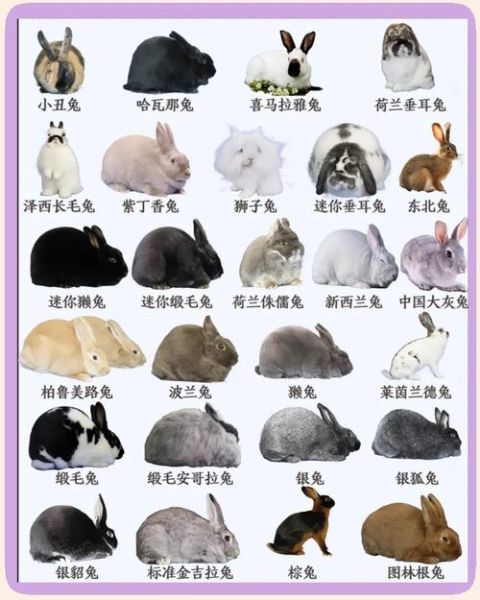 兔子品种大全及图片_常见宠物兔有哪些-第1张图片-山城妙识 兔子品种大全及图片_常见宠物兔有哪些-第1张图片-山城妙识