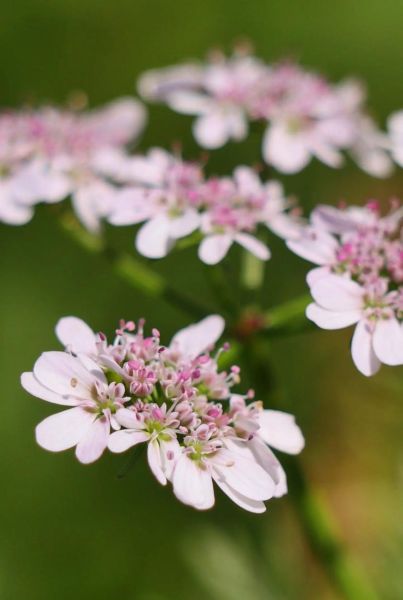 香菜的别名有哪些_香菜为什么叫芫荽-第2张图片-山城妙识 香菜的别名有哪些_香菜为什么叫芫荽-第2张图片-山城妙识