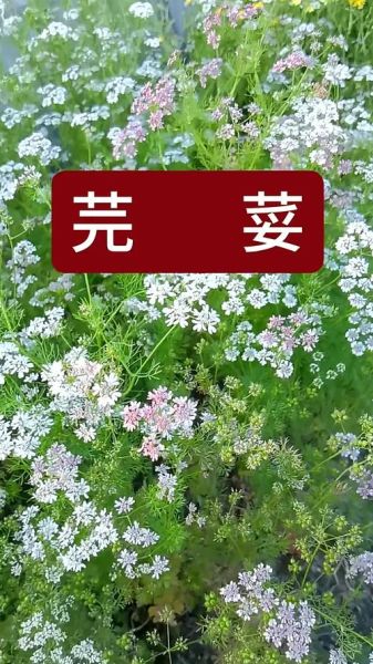 香菜的别名有哪些_香菜为什么叫芫荽-第1张图片-山城妙识 香菜的别名有哪些_香菜为什么叫芫荽-第1张图片-山城妙识