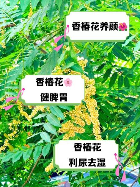 香椿花有什么功效_香椿花怎么吃效果最好-第1张图片-山城妙识