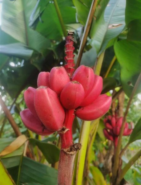 世界水果大全名称_热带水果有哪些-第3张图片-山城妙识 世界水果大全名称_热带水果有哪些-第3张图片-山城妙识