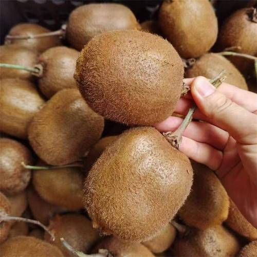 猕猴桃图片大全大图真实_猕猴桃高清实拍图怎么拍-第2张图片-山城妙识 猕猴桃图片大全大图真实_猕猴桃高清实拍图怎么拍-第2张图片-山城妙识