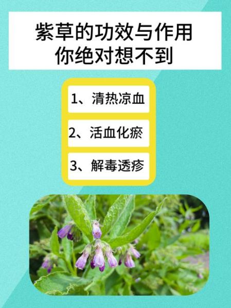 紫草的功效与作用及禁忌_紫草外用多久见效-第1张图片-山城妙识 紫草的功效与作用及禁忌_紫草外用多久见效-第1张图片-山城妙识