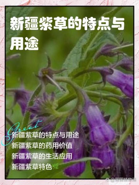 紫草的功效与作用及禁忌_紫草外用多久见效-第3张图片-山城妙识 紫草的功效与作用及禁忌_紫草外用多久见效-第3张图片-山城妙识