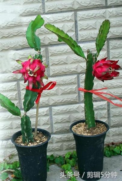 火龙果盆栽几年能结果_多久开花-第2张图片-山城妙识 火龙果盆栽几年能结果_多久开花-第2张图片-山城妙识