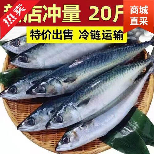 鲭鱼读音怎么读_鲭鱼是青鱼吗-第3张图片-山城妙识 鲭鱼读音怎么读_鲭鱼是青鱼吗-第3张图片-山城妙识