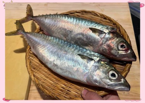 鲭鱼读音怎么读_鲭鱼是青鱼吗-第1张图片-山城妙识 鲭鱼读音怎么读_鲭鱼是青鱼吗-第1张图片-山城妙识