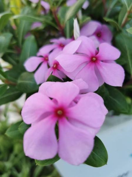 常春花与长春花区别_常春花与长春花养护技巧-第2张图片-山城妙识 常春花与长春花区别_常春花与长春花养护技巧-第2张图片-山城妙识