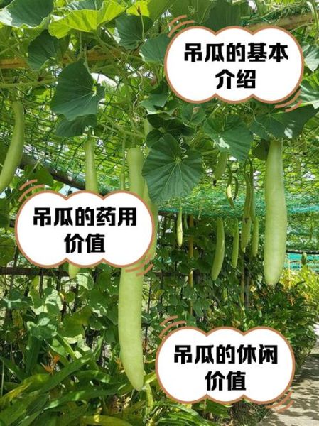 吊瓜是什么瓜_吊瓜图片大全-第1张图片-山城妙识