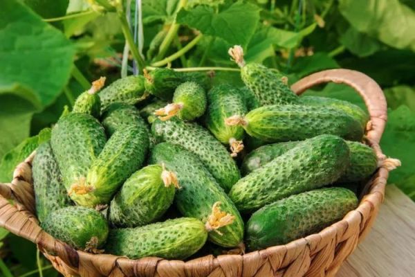 黄瓜图片大全大图_如何挑选高清素材-第3张图片-山城妙识 黄瓜图片大全大图_如何挑选高清素材-第3张图片-山城妙识