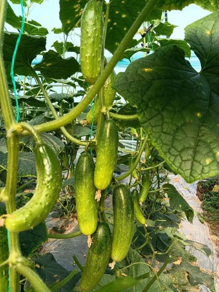 黄瓜图片大全大图_如何挑选高清素材-第2张图片-山城妙识 黄瓜图片大全大图_如何挑选高清素材-第2张图片-山城妙识