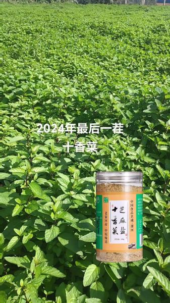 十香菜可以泡水喝吗_十香菜泡水功效与禁忌-第1张图片-山城妙识