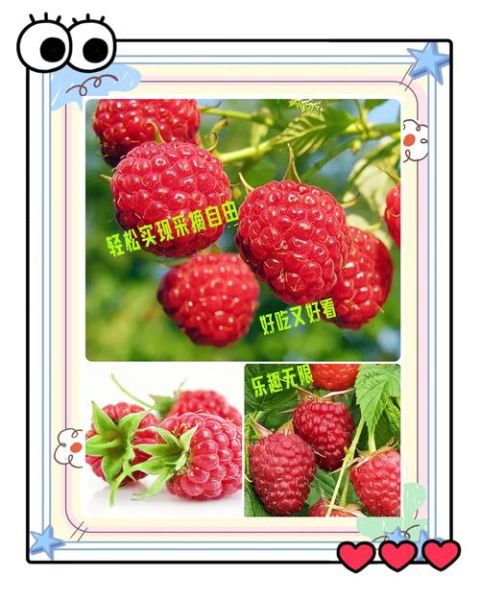 覆盆子树苗怎么选_覆盆子树苗价格多少-第2张图片-山城妙识