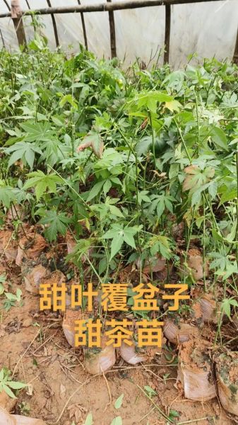覆盆子树苗怎么选_覆盆子树苗价格多少-第1张图片-山城妙识