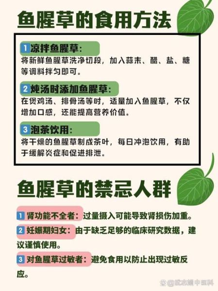 鱼腥草能治疗什么病_鱼腥草的功效与作用-第3张图片-山城妙识